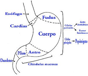 ètims virtuals: Càrdias/ cárdias