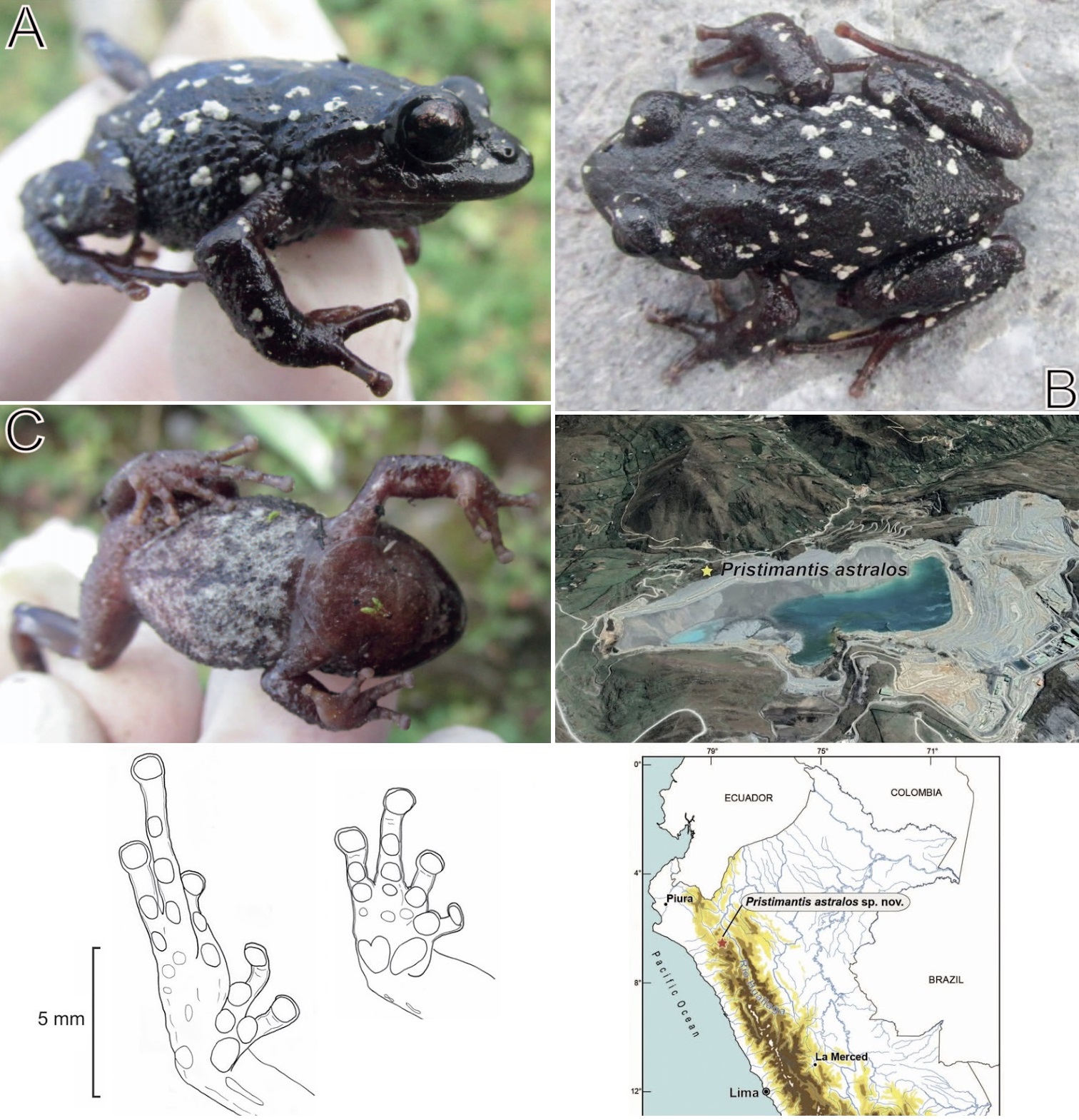 Species New to Science: [Herpetology • 2021] Pristimantis astralos • A ...