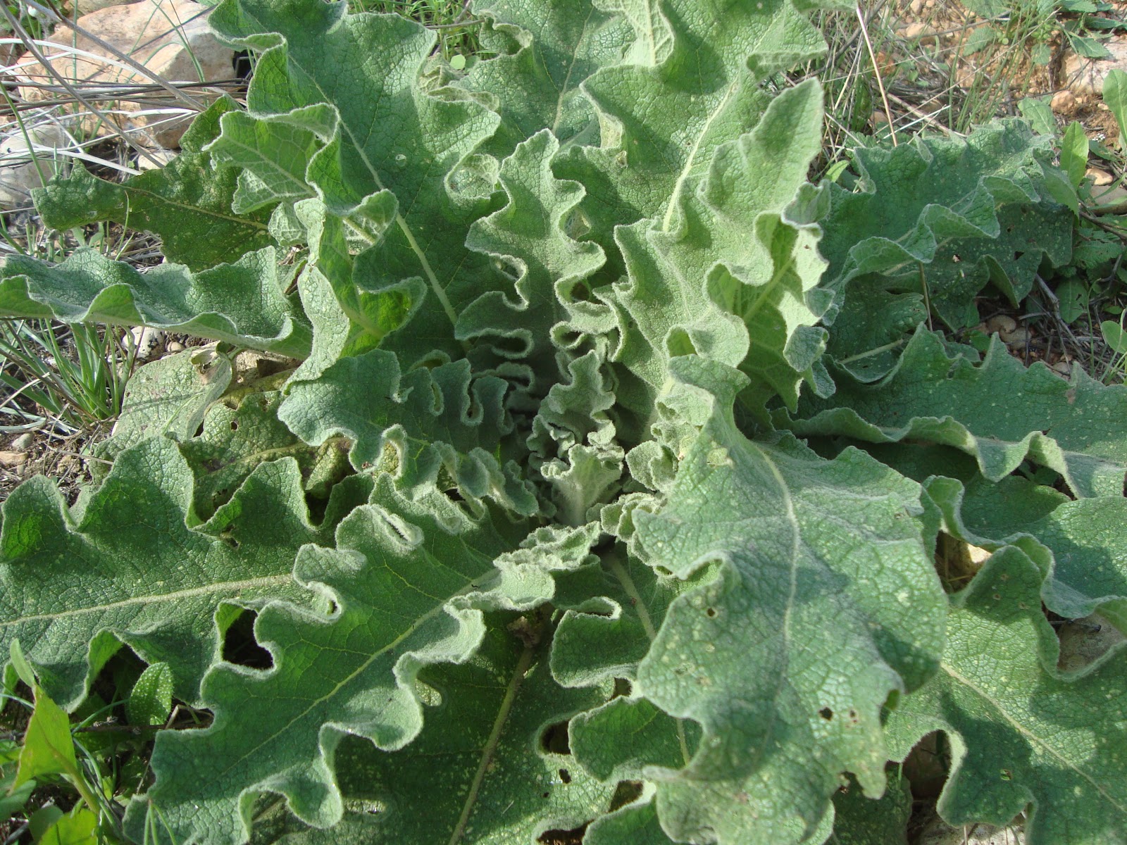 TORREBLANCA, HISTORIA, PATRIMONIOS Y BIODIVERSIDAD: GORDOLOBO