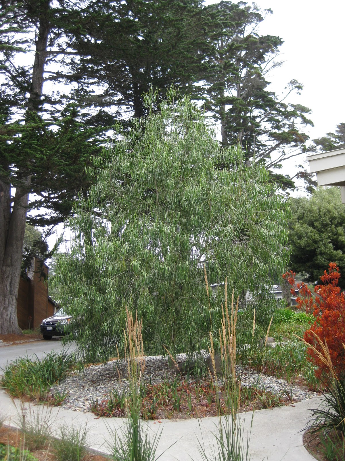 Trees of Santa Cruz County: Geijera parviflora - Australian Willow