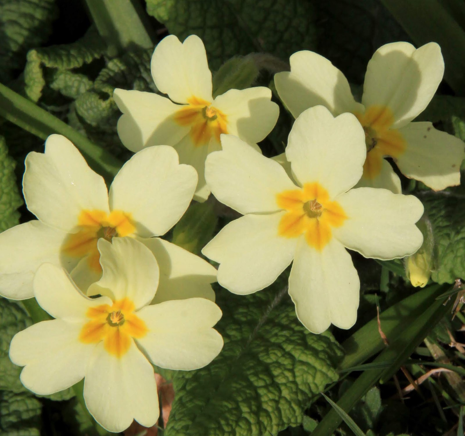 Raw Edible Plants: ﻿Primrose (Primula vulgaris)