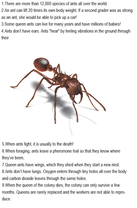 Facts about ants for kids | Childhood Education