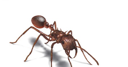 Facts about ants for kids | Childhood Education