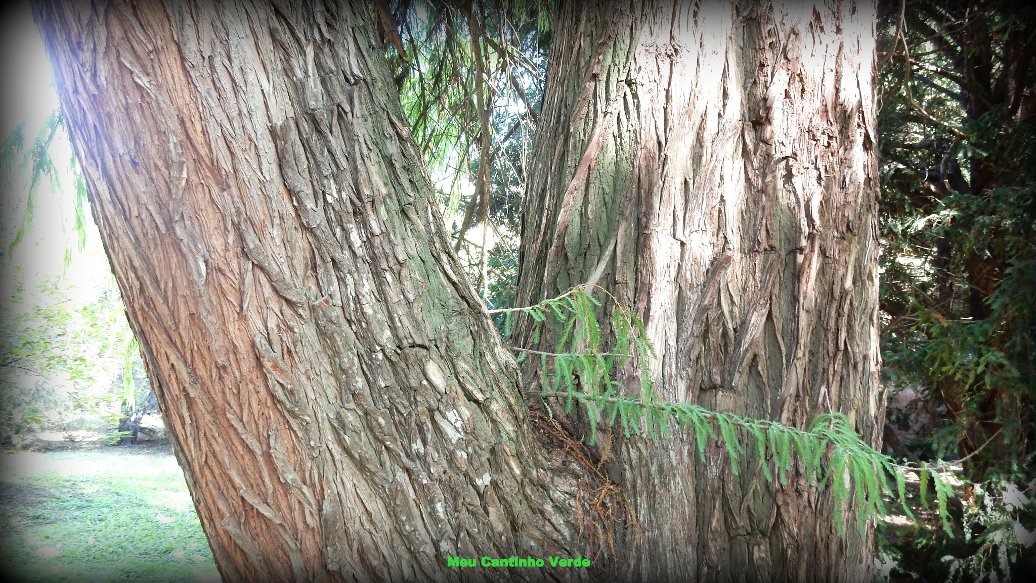 Meu Cantinho Verde: CIPRESTE-DE-MONTEZUMA, AHUEHUETE - ( Taxodium ...
