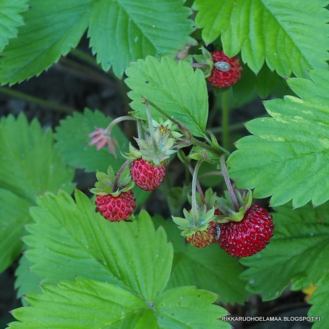 Rikkaruohoelämää: Kasvimaalla kaikki hyvin