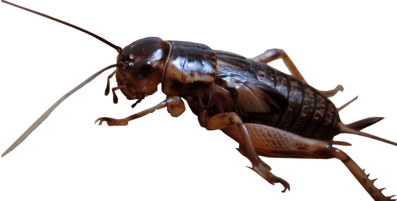 10 Fakta Unik Menarik Jangkrik si Pemilik Suara Krik-Krik - Dunia ...