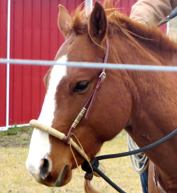 kirkville : Herd Leader - look him in the eye