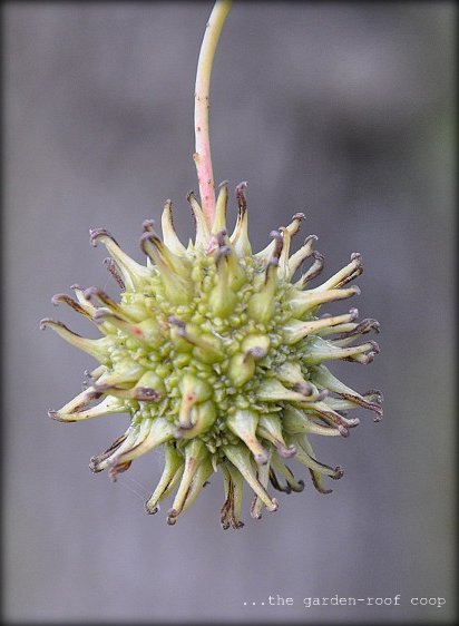 the garden-roof coop: Shades of Autumn--Sweetgum