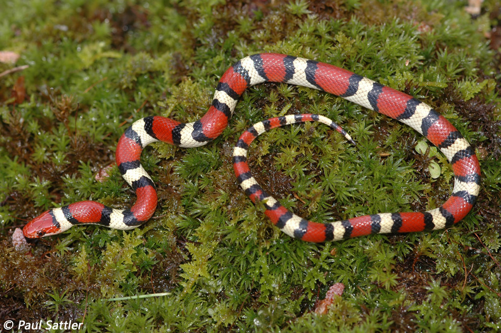 Snakes of around the world: Scarlet Kingsnake