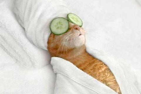 Spa Time for Cats – Little Tips to Pamper Them in Style - Cat Lovers