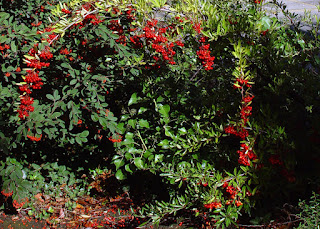 Eden By The Bay: Red Berries