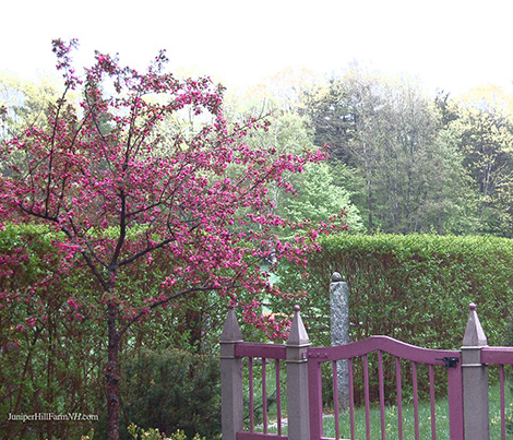 Juniper Hill: Crabapple Season