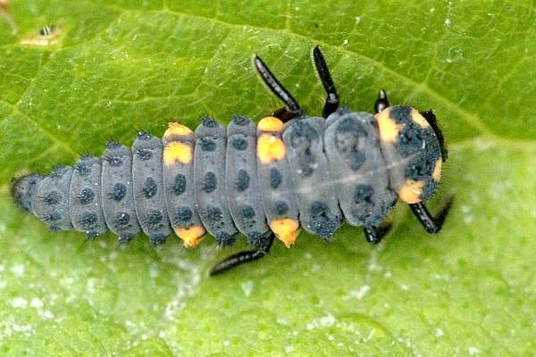 FAUNA-CERCANA: 9 - Algunos INSECTOS terrestres frecuentes en la región ...