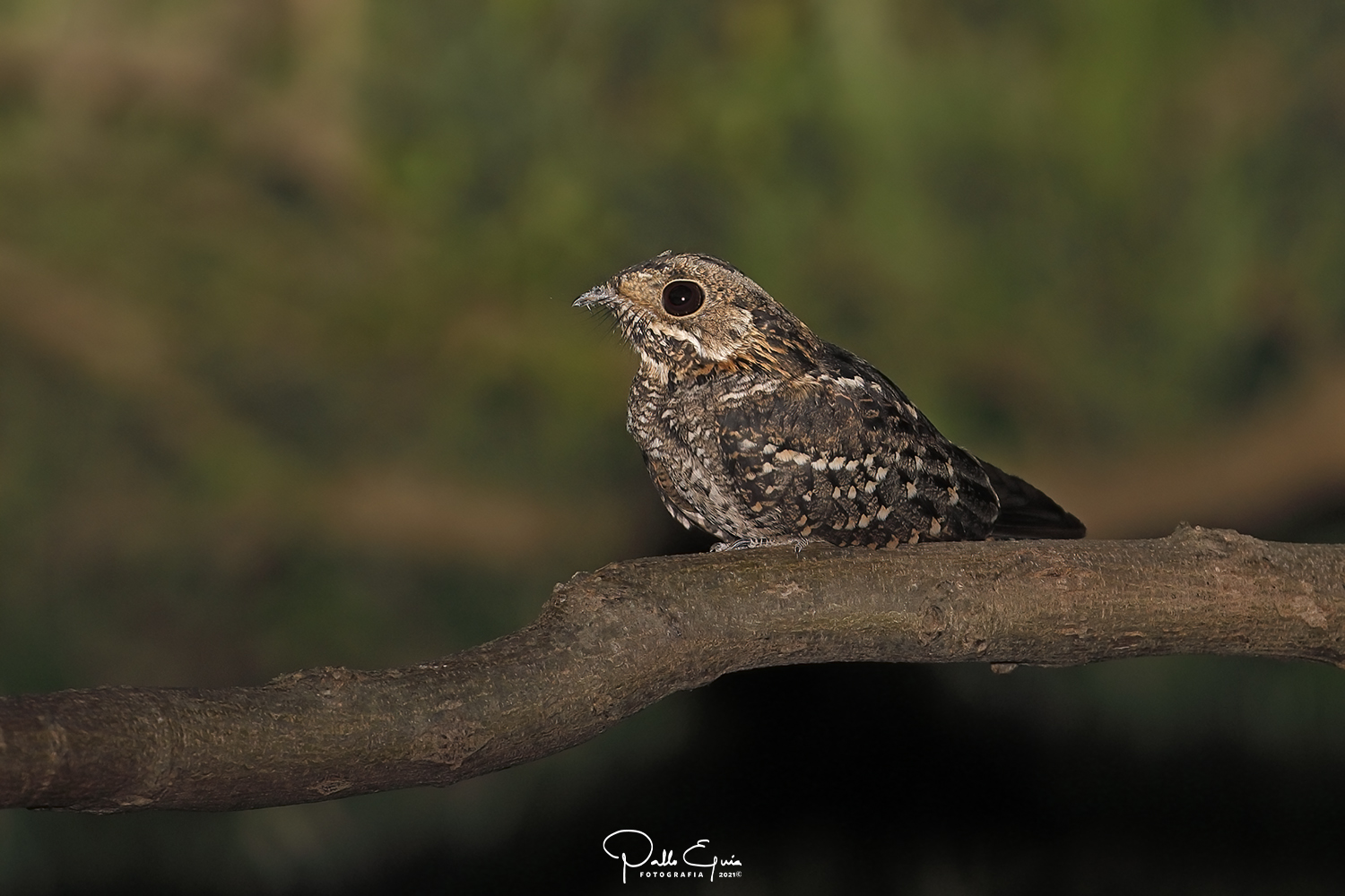 mis fotos de aves: Setopagis parvula Atajacaminos Chico Little Nightjar