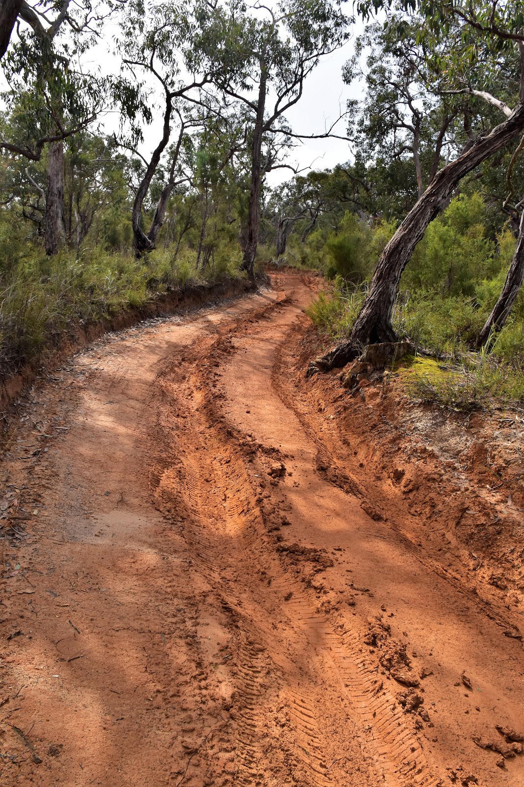 Goin' Feral One Day At A Time: Anglesea Heath Circuit - September 2017