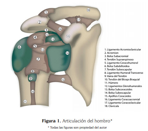 Fisioterapia para todos: Bursas