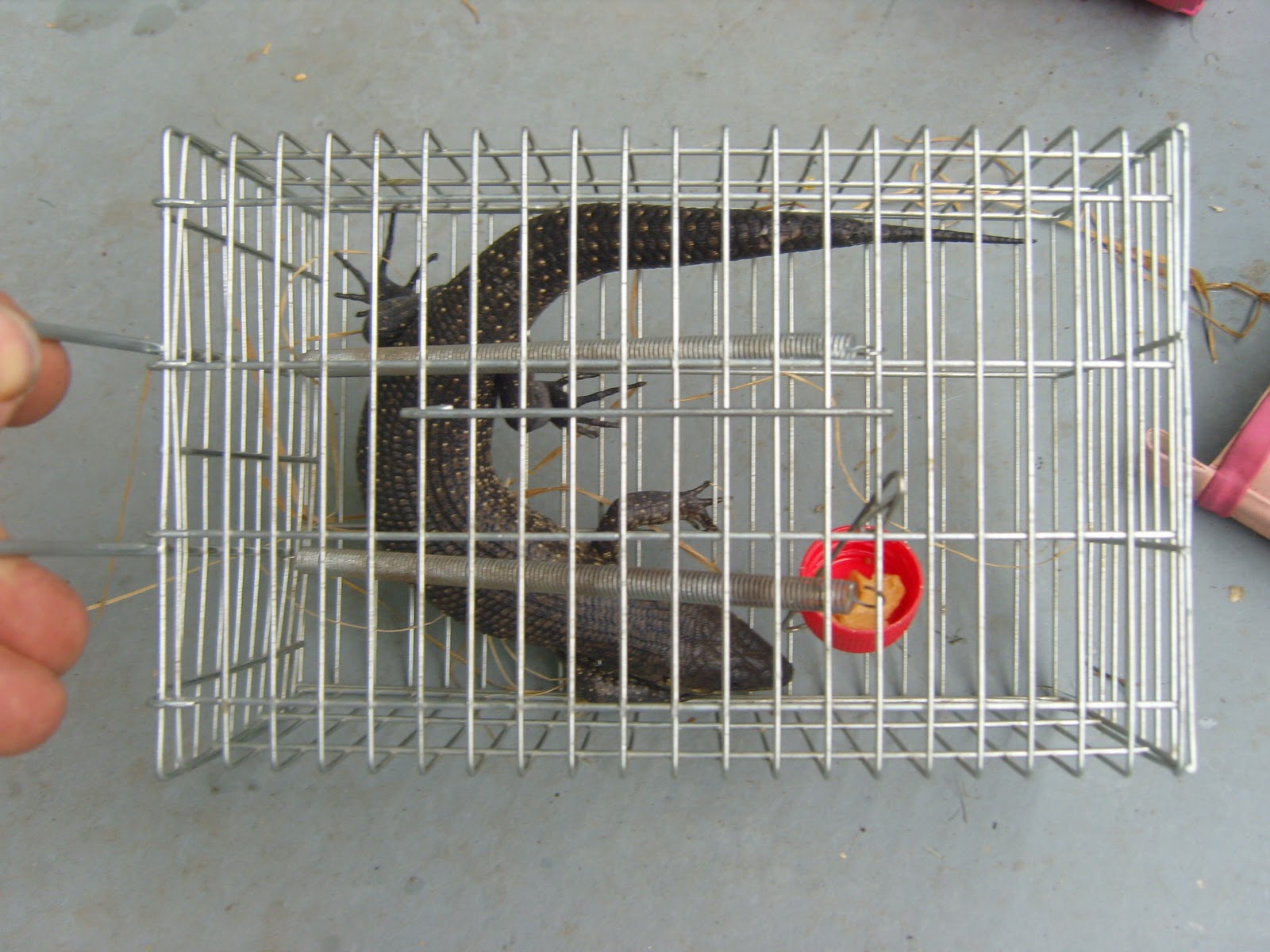 Barb'sBackyard: Rat Traps.