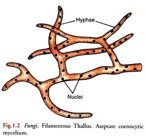 THALLUS ORGANIZATION IN FUNGI ~ Fab Study