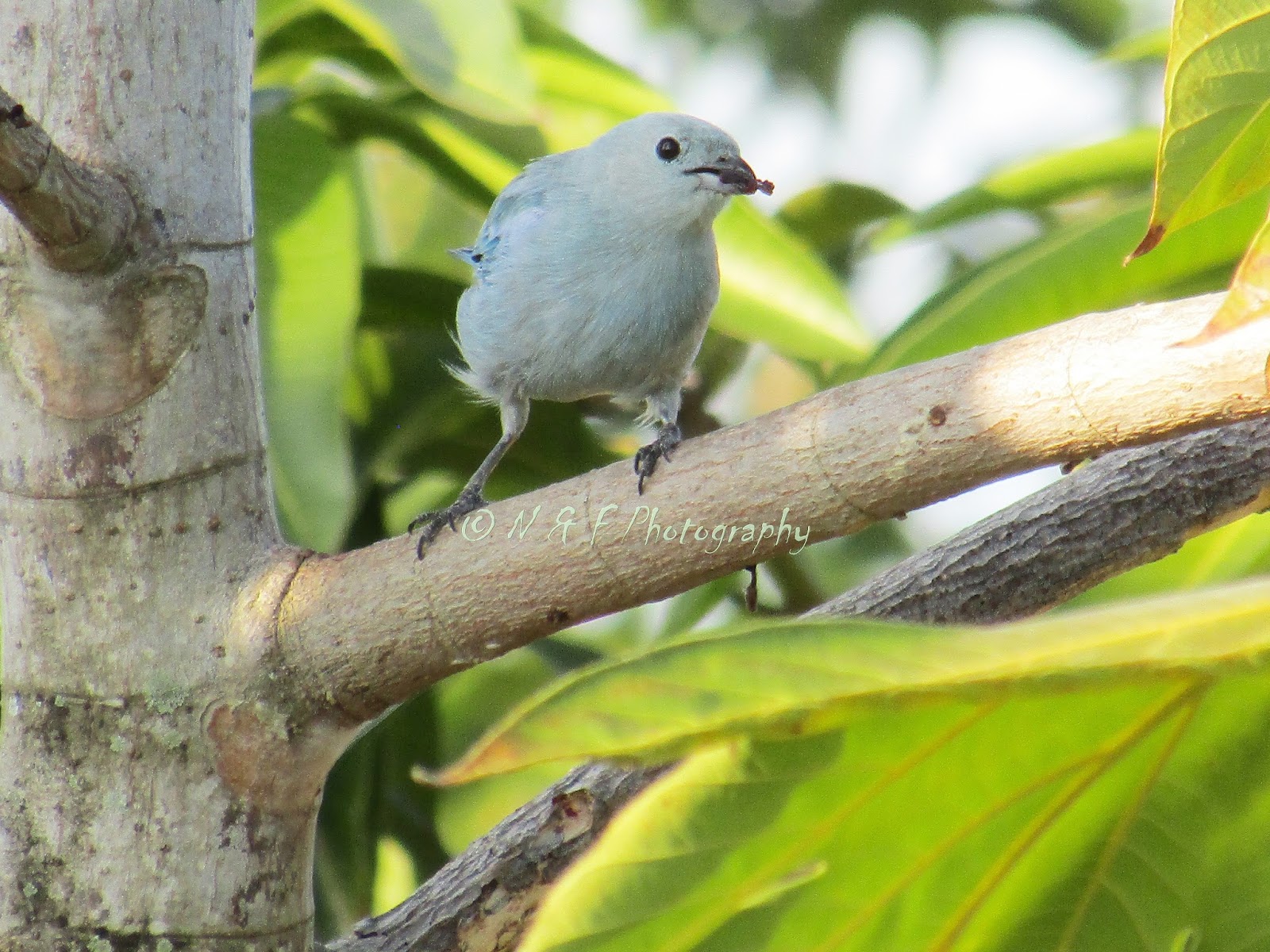Blue Saki (Thraupis episcopus)