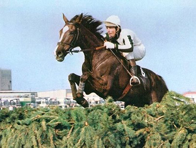 Horse Country Chic: The Great Ben Nevis II