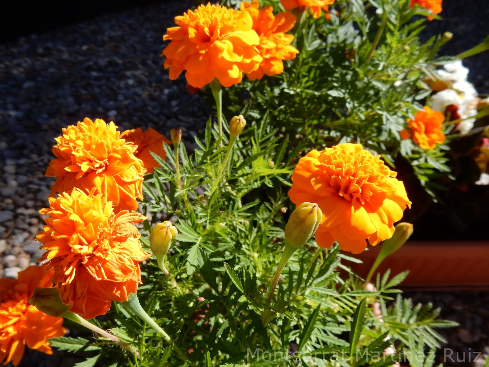 CEMPAXOCHITL, la FLOR de los MUERTOS - BOTÀNIC SERRAT