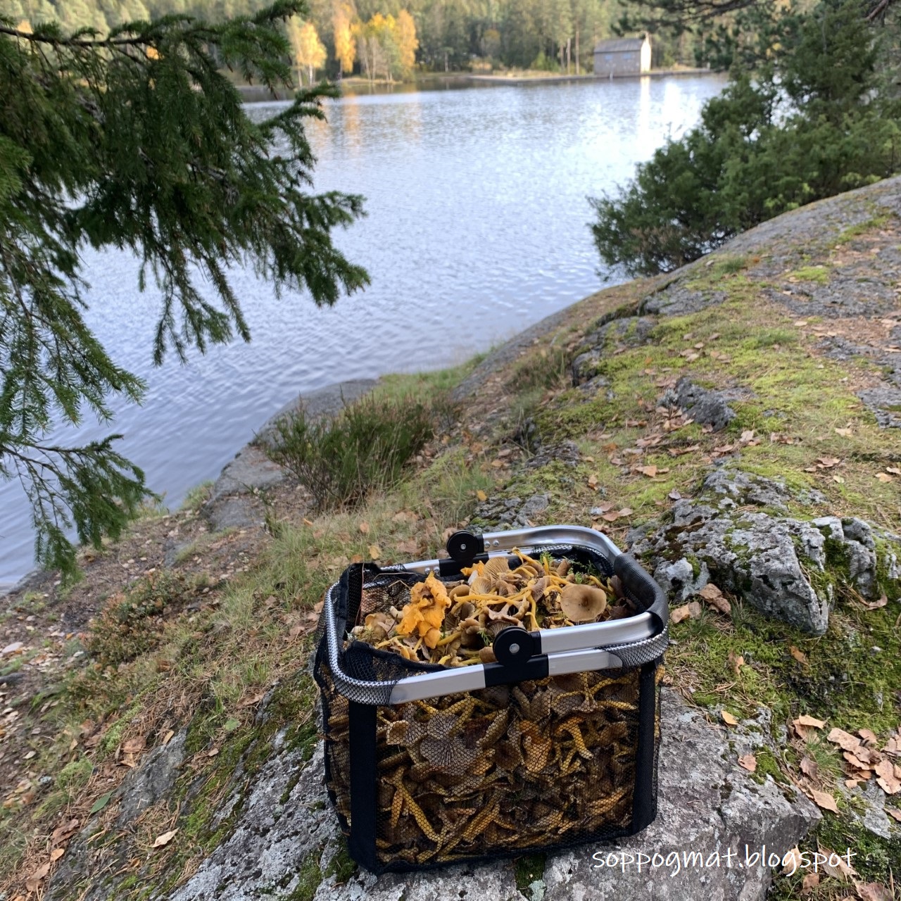 Samkoking og frysing av sopp