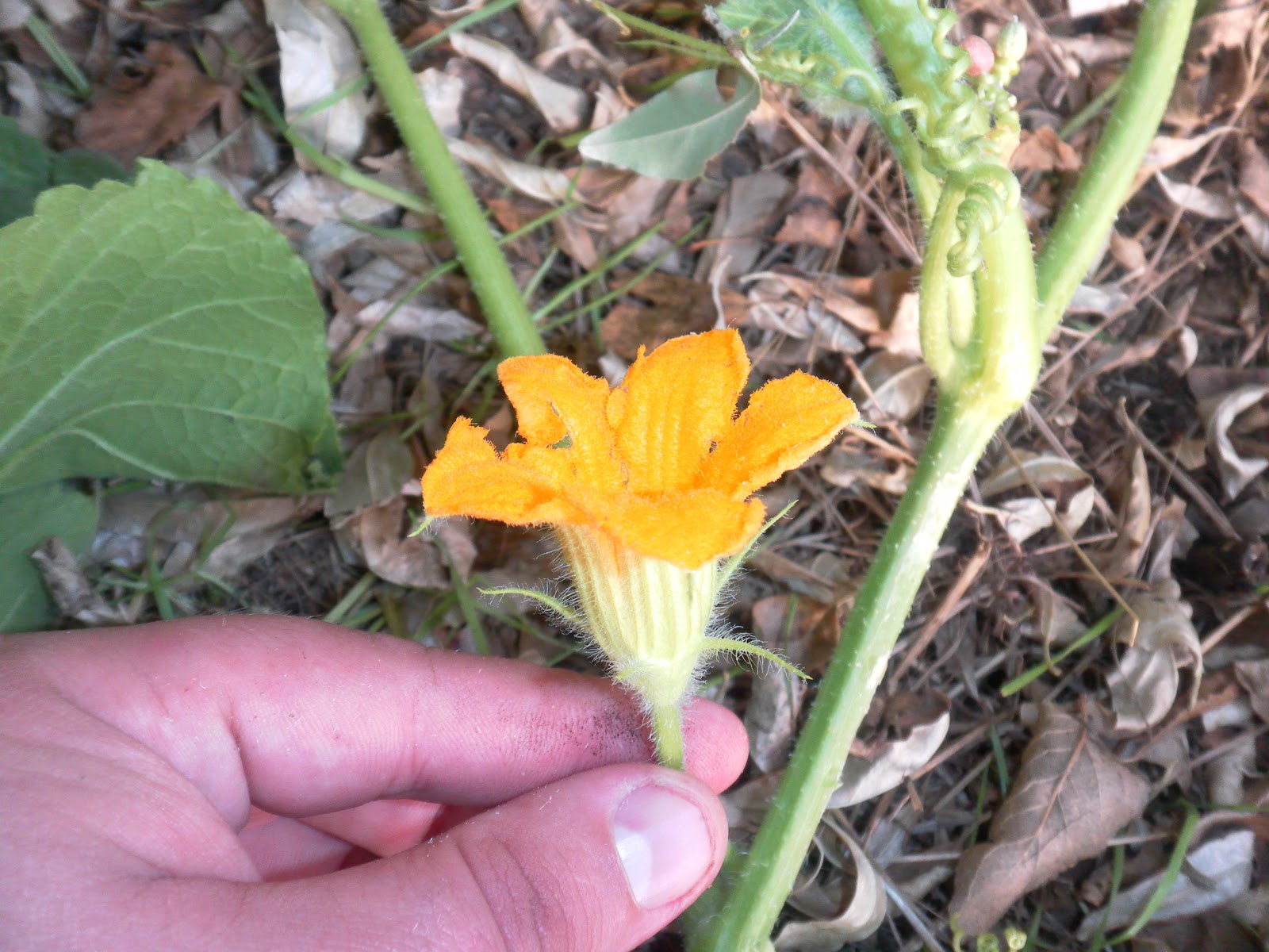 Scirpidiella's Plants: Wild squash species (Cucurbita sp. div.)