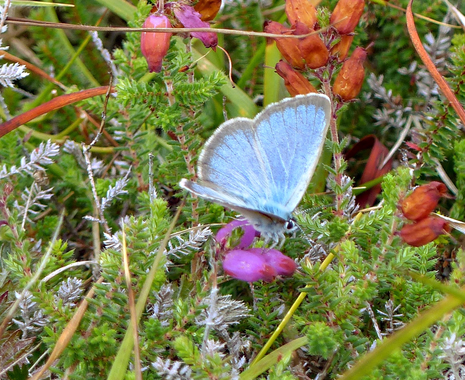 Belén Menéndez Solar: Phengaris alcon o Maculinea alcon una de las ...