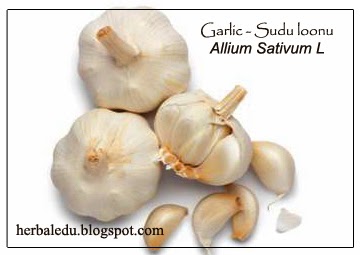 Garlic - Sudu loonu සුදු ළුනු. - Herbal Plants of Asia