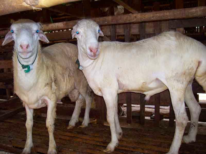 Panduan Peternakan dan Perikanan: PANDUAN BUDIDAYA KAMBING dan DOMBA ...