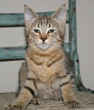 Pixie-Bob Cat Breed Images | Beautiful Cat Pictures