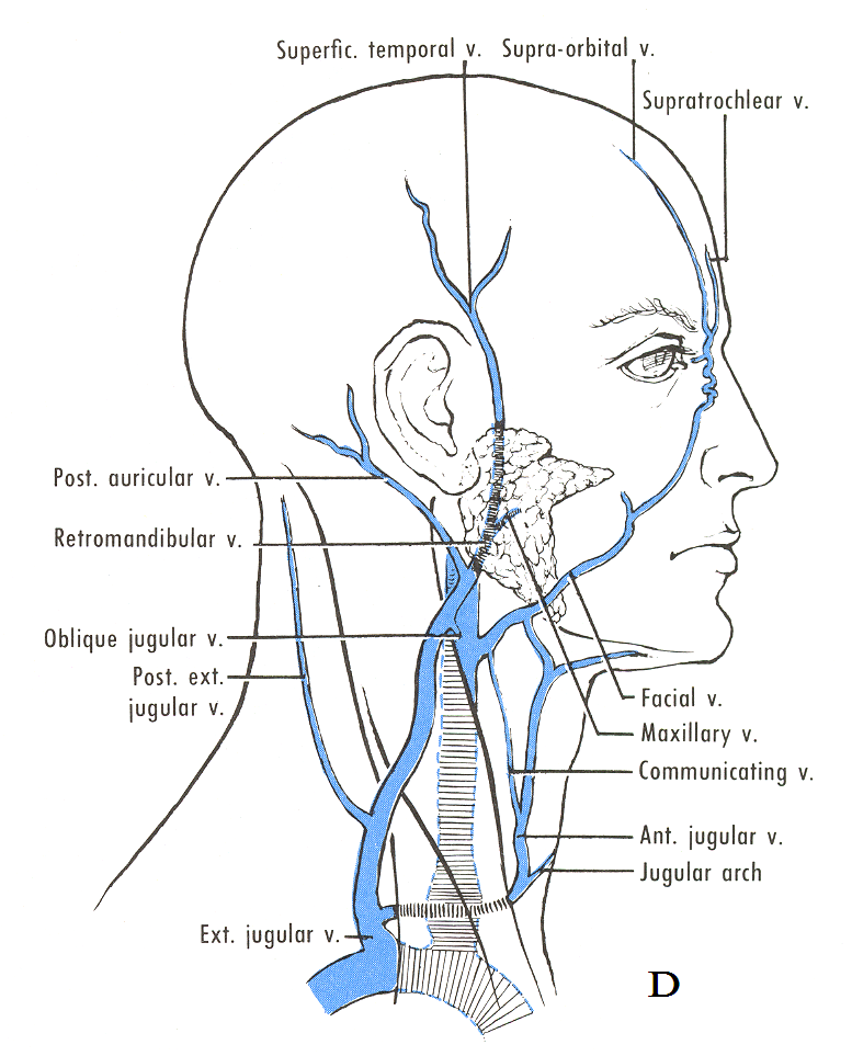 External Jugular Vein