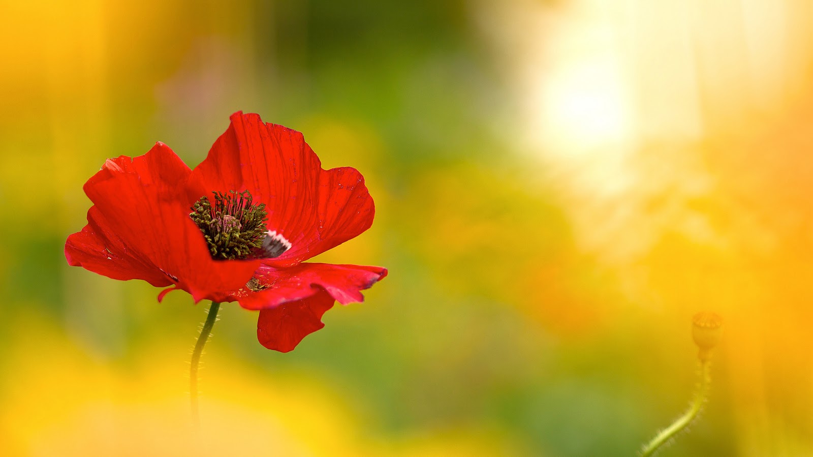 Red poppies (10 pictures)|Pictures of flowers