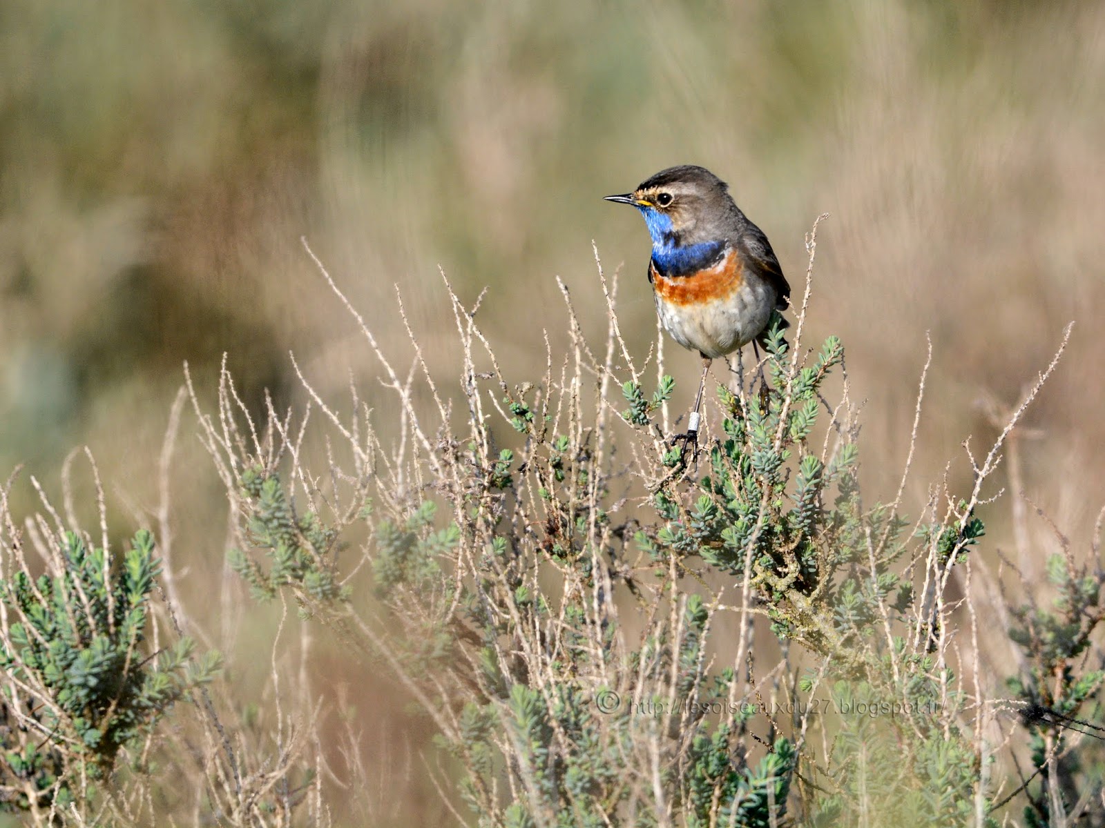 Macrophoto plaisir passion: Soude arbustive, suaeda vera