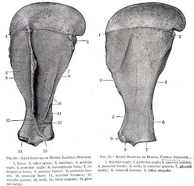 Scapula | Gross Anatomy | Anjani Mishra