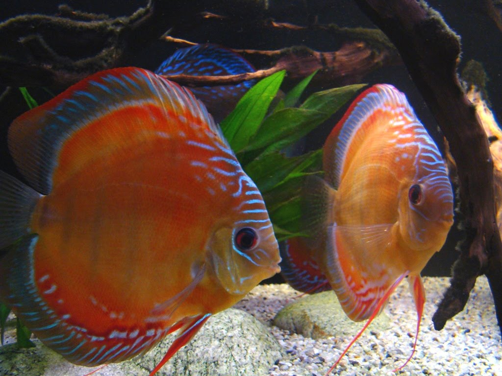 wildediscus-bg: Curipera Paar