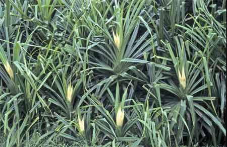 Flowers and Leaves Offered to Goddess Lakshmi during Puja | Hindu Blog