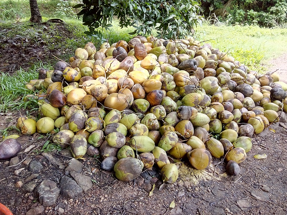 My Experiments With Farming: July 2019