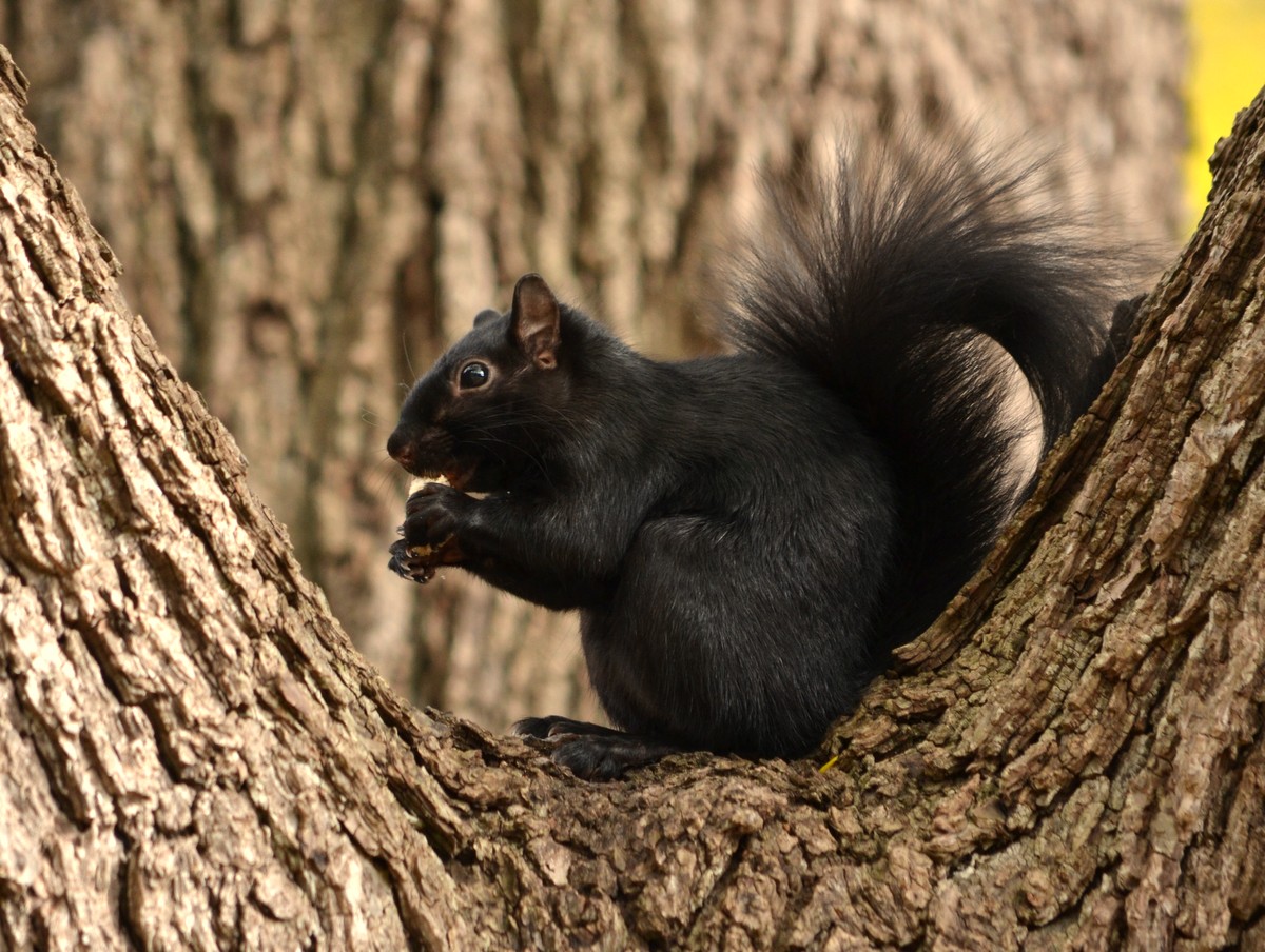 Woods Walks and Wildlife: October 2014