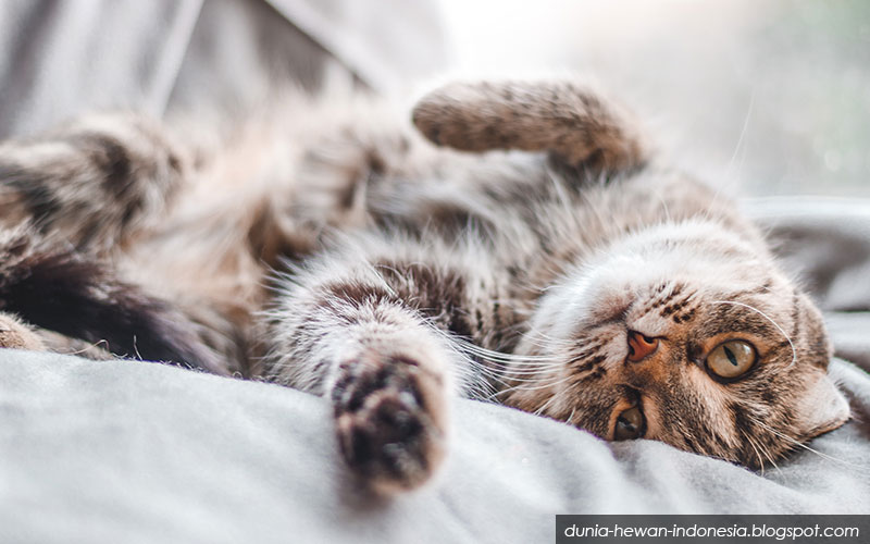 Mengenal Ras Kucing Terpopuler yang Menggemaskan dan juga Banyak Dipelihara