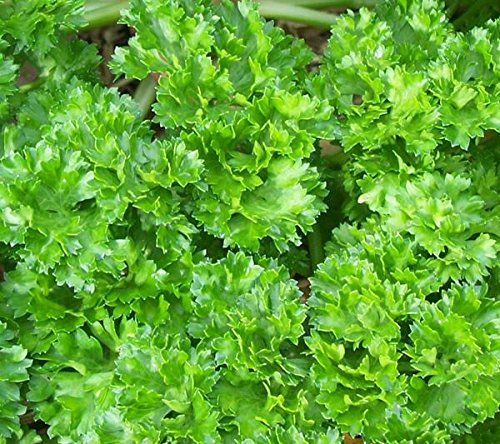 How To Grow Parsley From Seeds