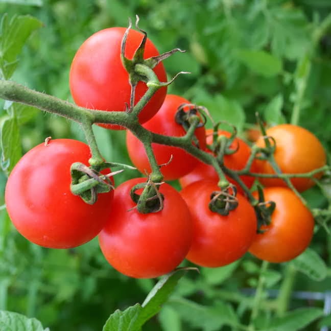 All Download E-Books Information Online: Organic Tomato Magic How To ...