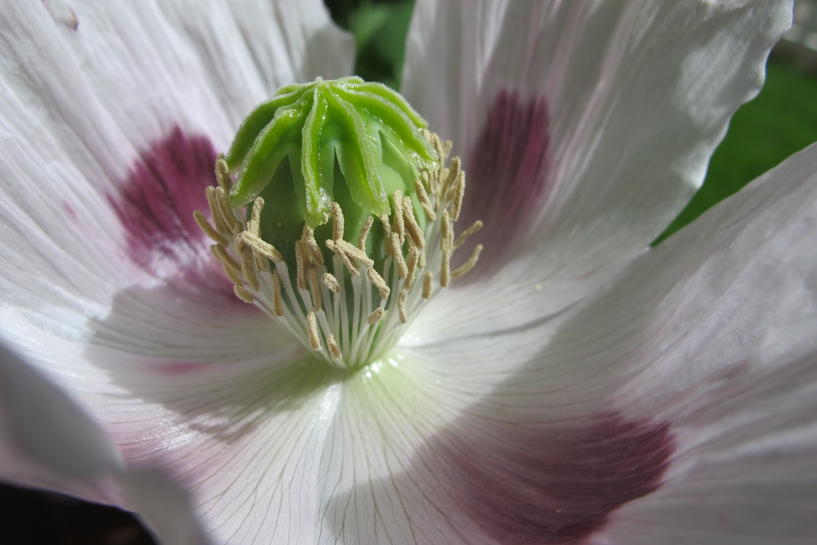 Ikkanshu Poppies: IKKANSHU-MANIA Ikkanshu Tasmanian Poppy Hybrid