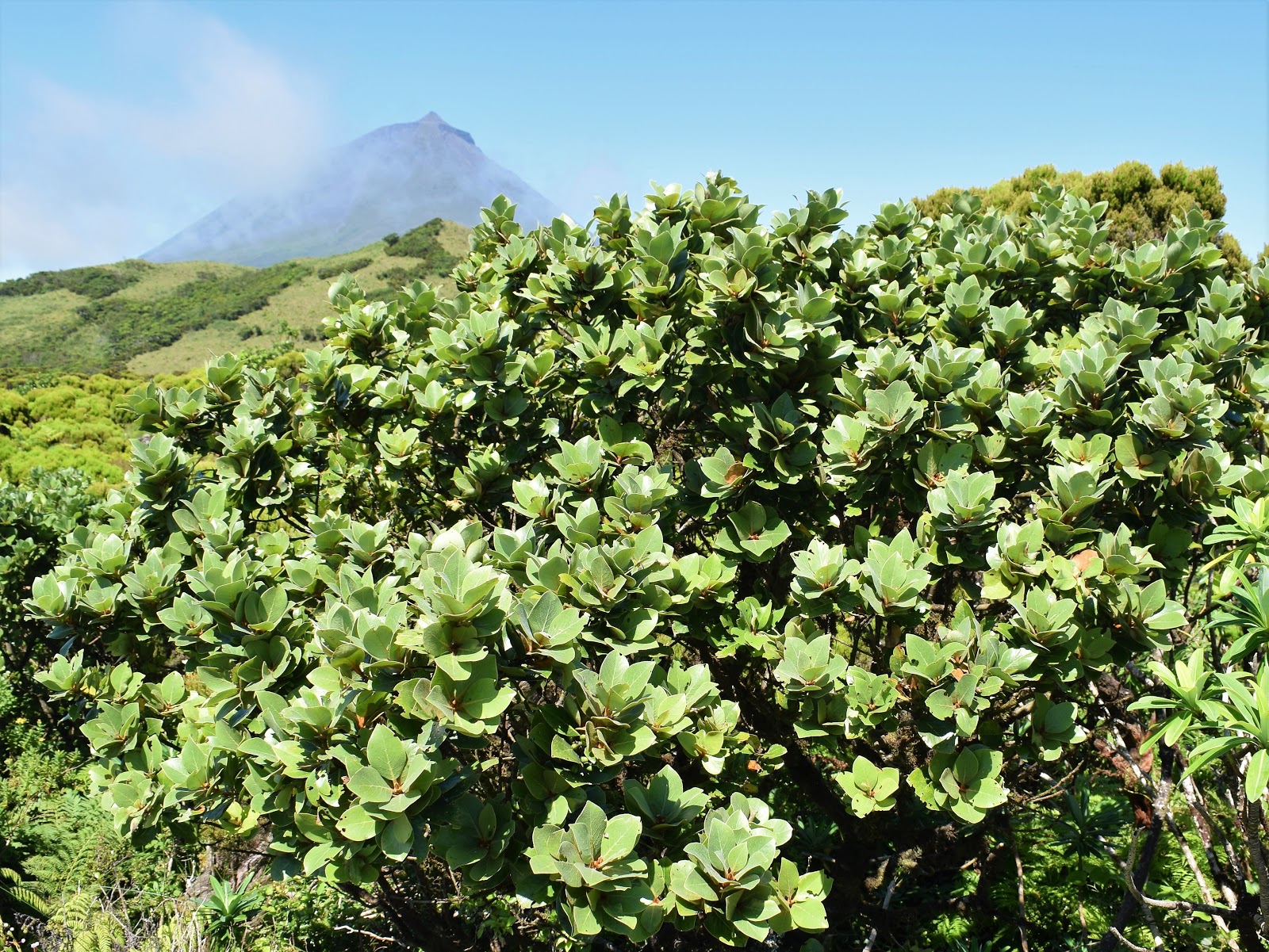 Plantas: Beleza e Diversidade: Endémicas dos Açores #21: Louro (Laurus ...