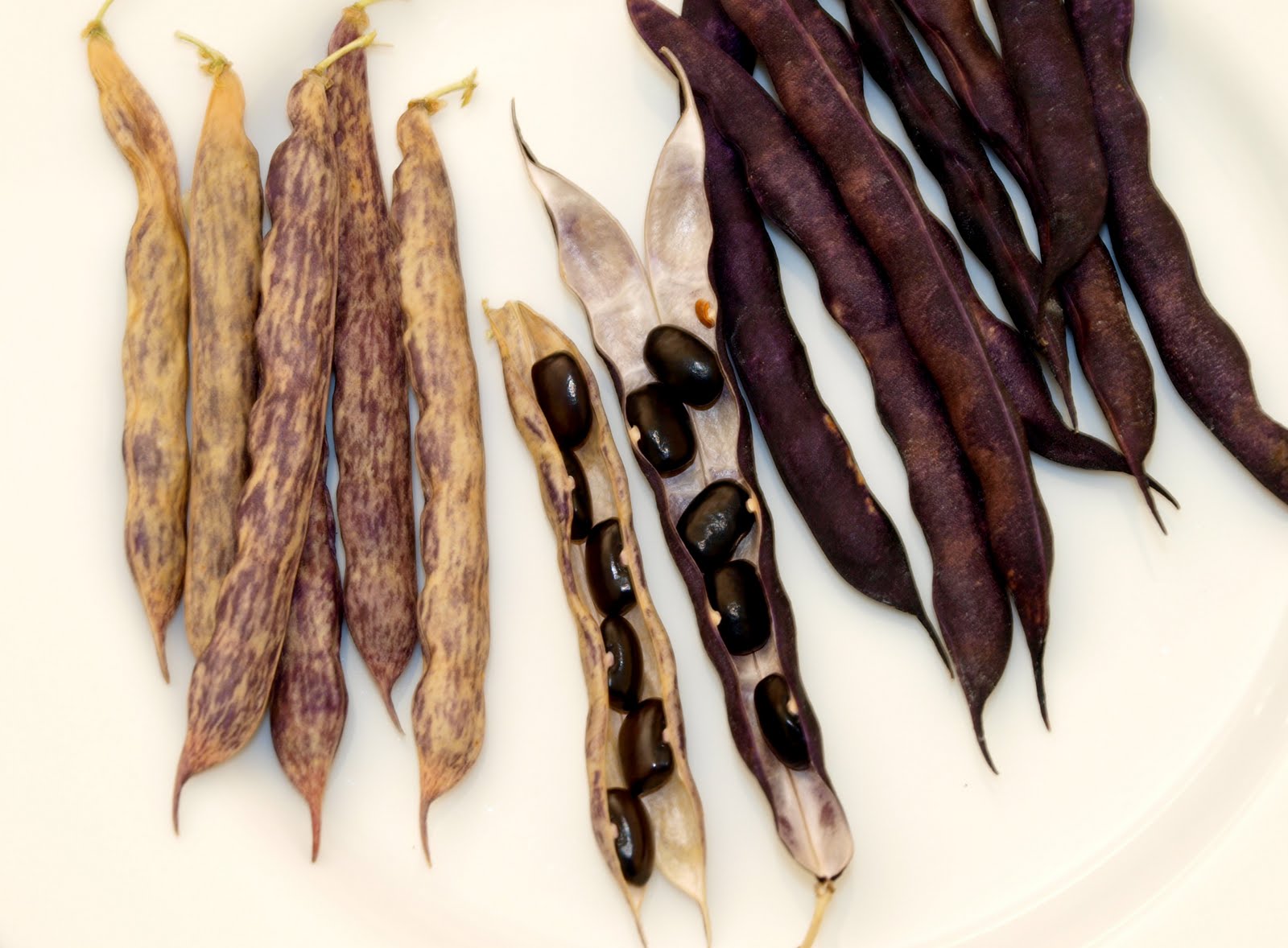 Mark's Veg Plot: "Cherokee Trail of Tears" beans