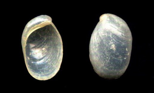 Moluscos terrestres de Argentina: Omalonyx unguis (Orbigny, 1837)