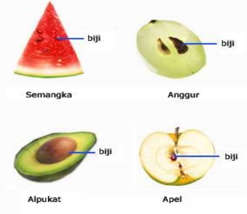 Bunga dan Buah Keanekaragaman: Bunga dan Buah Keanekaragamannya