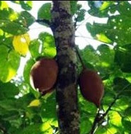 BUAH KEPAYANG - KENALI DIA - Budidaya Tanaman Porang