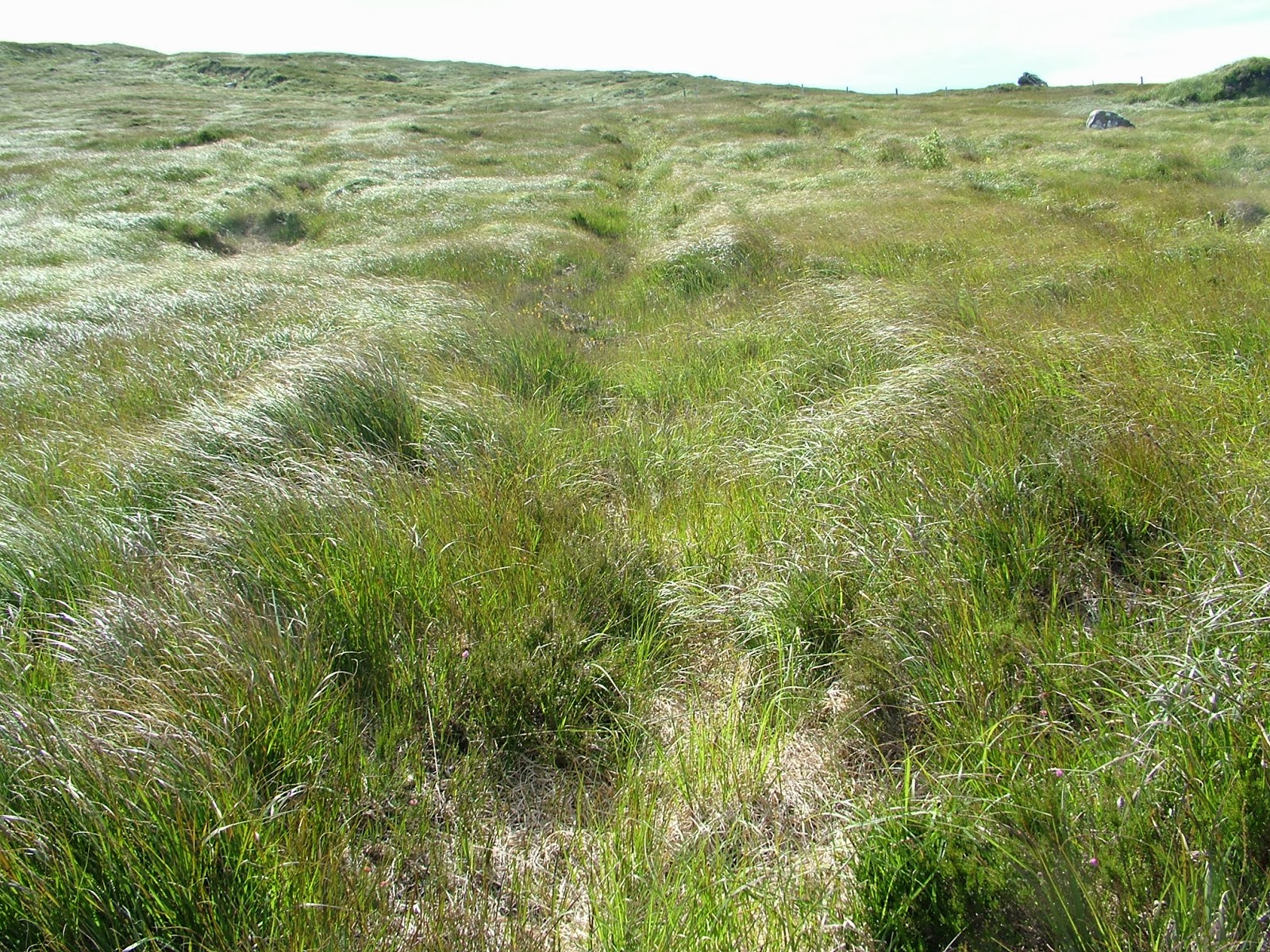 Your Commonage .ie: Commonage and Agri Environment Schemes