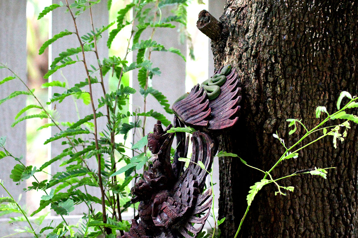 TANG DUNAND: Green snakes